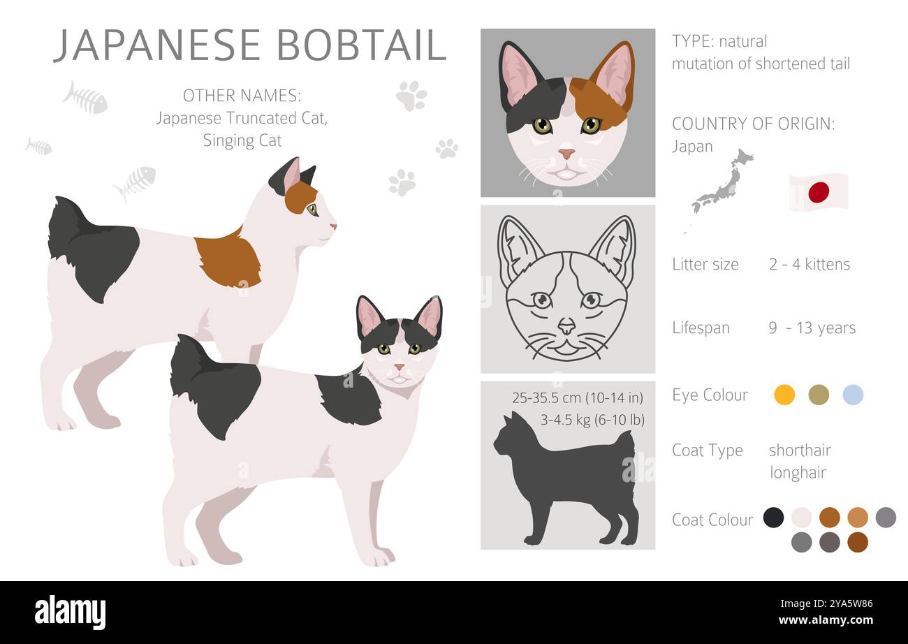 Japanese bobtail cat clipart. All cat breeds characteristics ...