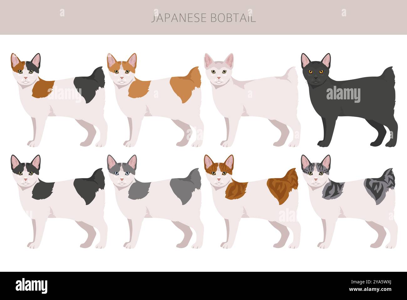 Japanese bobtail cat clipart. All cat breeds characteristics ...