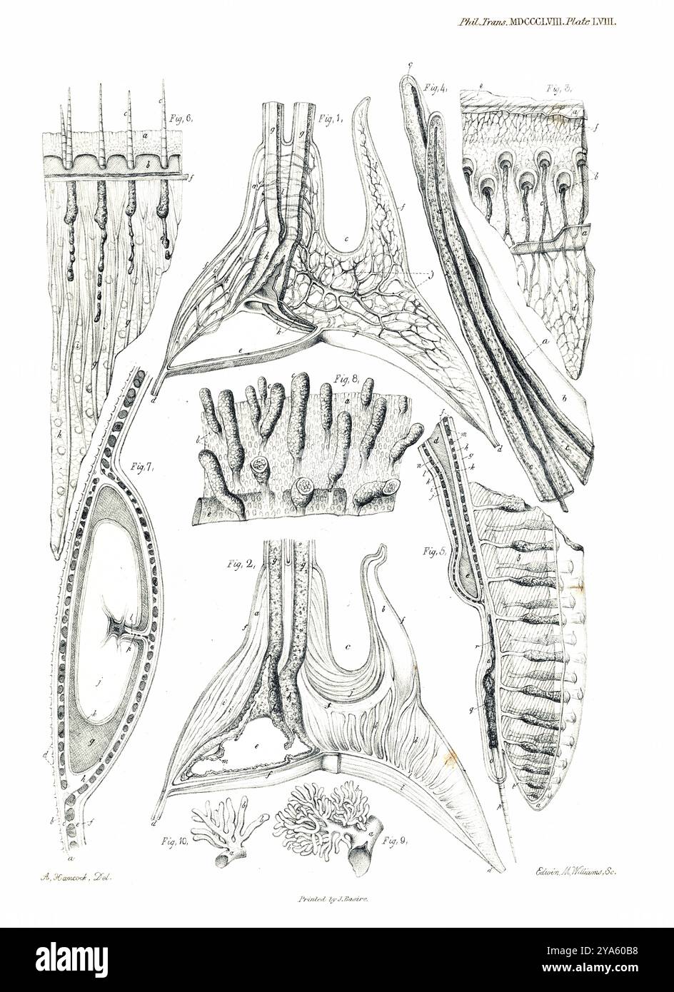 Plate 1858 Cut Out Stock Images & Pictures - Alamy