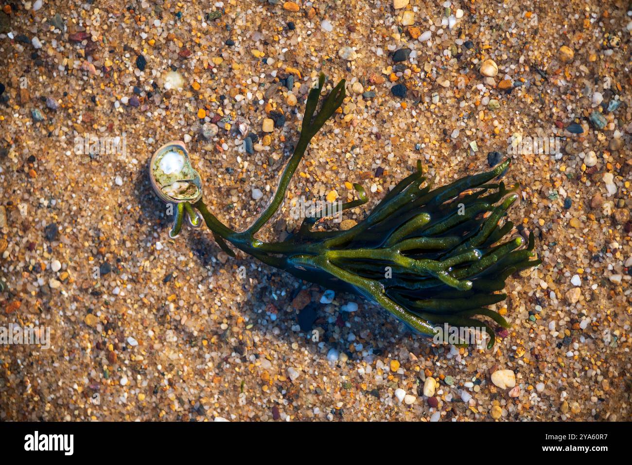 Cape Cod National Seashore features Herring Cove and full access to the Atlantic Ocean near ...