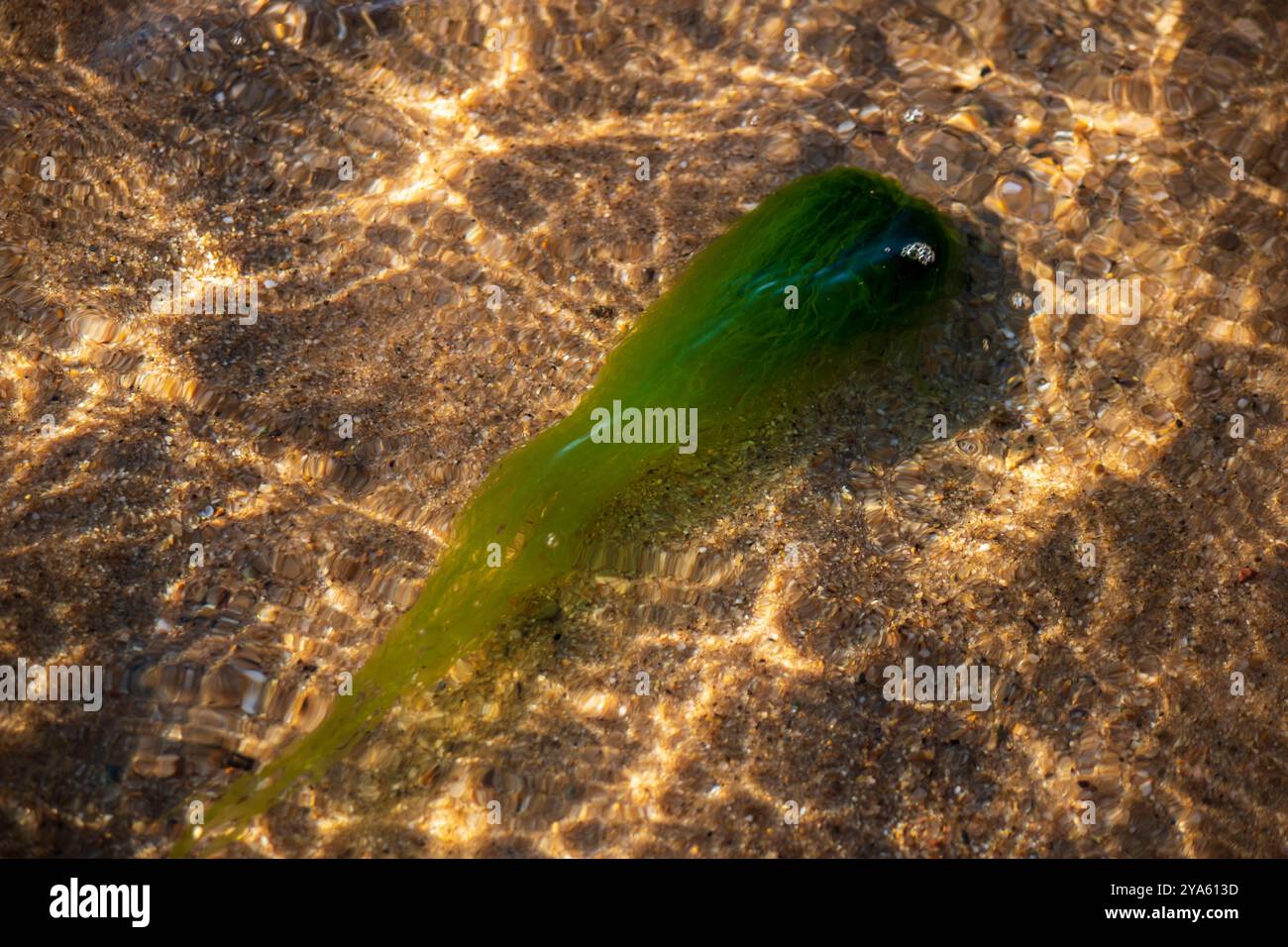 Cape Cod National Seashore features Herring Cove and full access to the Atlantic Ocean near ...