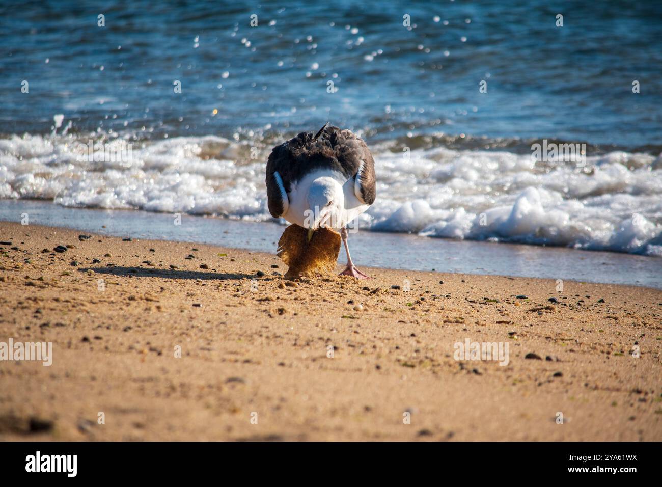 Cape Cod National Seashore features Herring Cove and full access to the Atlantic Ocean near ...