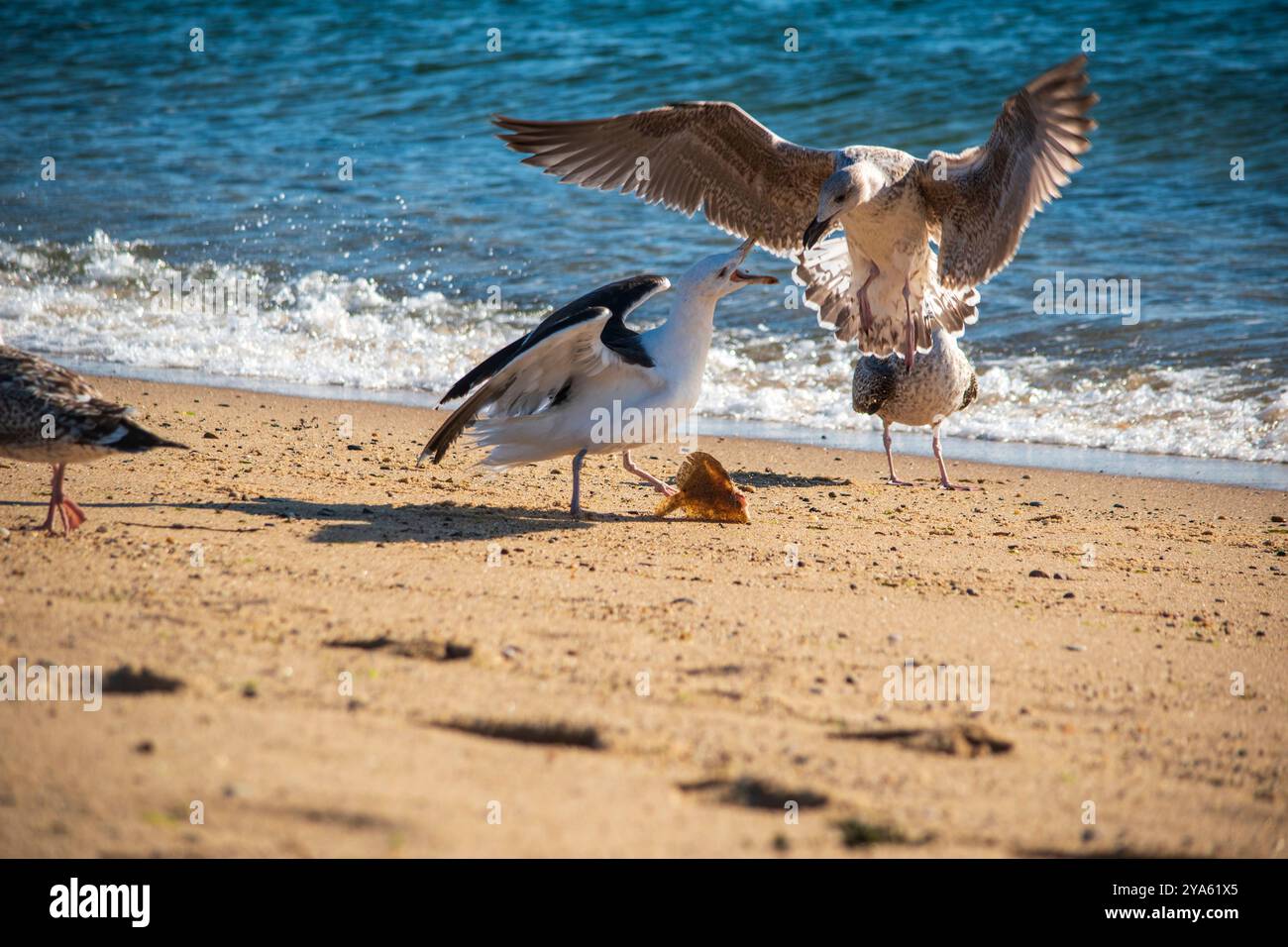 Cape Cod National Seashore features Herring Cove and full access to the ...