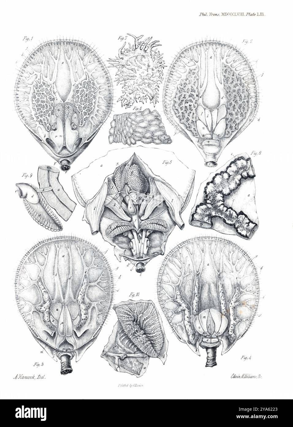 Plate 1858 Cut Out Stock Images & Pictures - Alamy