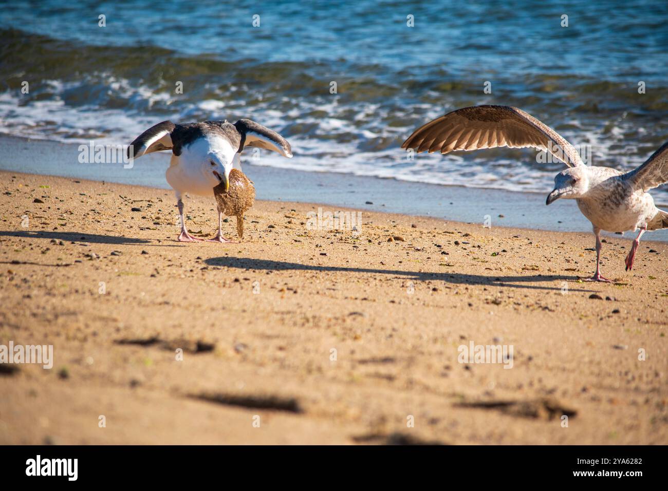 Cape Cod National Seashore features Herring Cove and full access to the ...