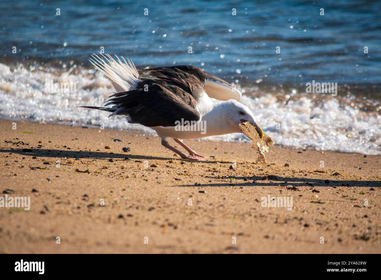 Cape Cod National Seashore features Herring Cove and full access to the Atlantic Ocean near ...