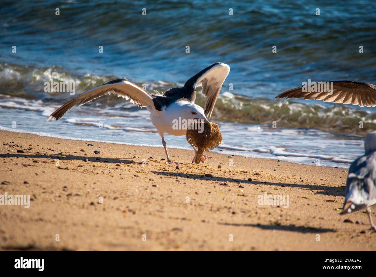 Cape Cod National Seashore features Herring Cove and full access to the ...