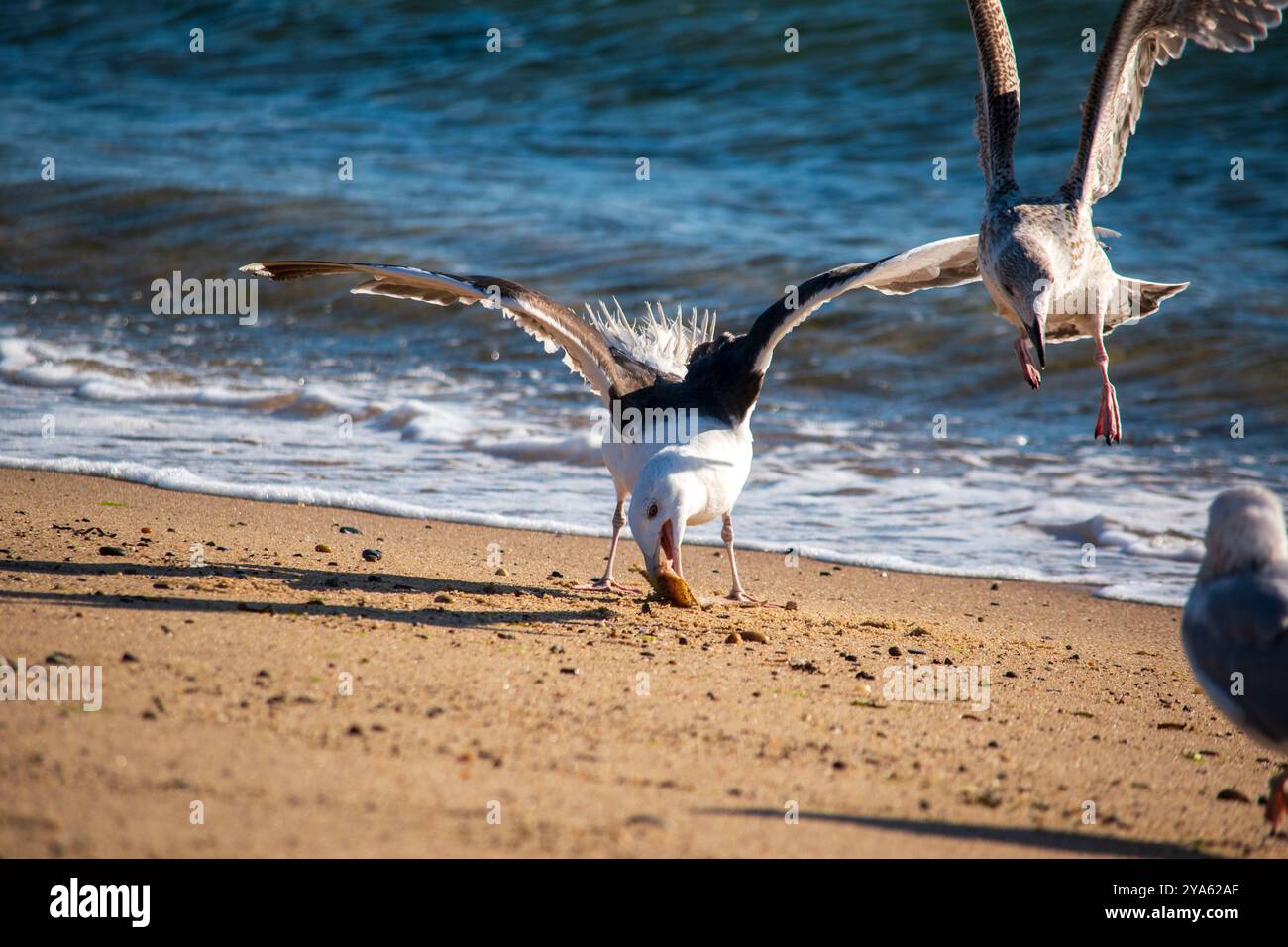 Cape Cod National Seashore features Herring Cove and full access to the Atlantic Ocean near ...