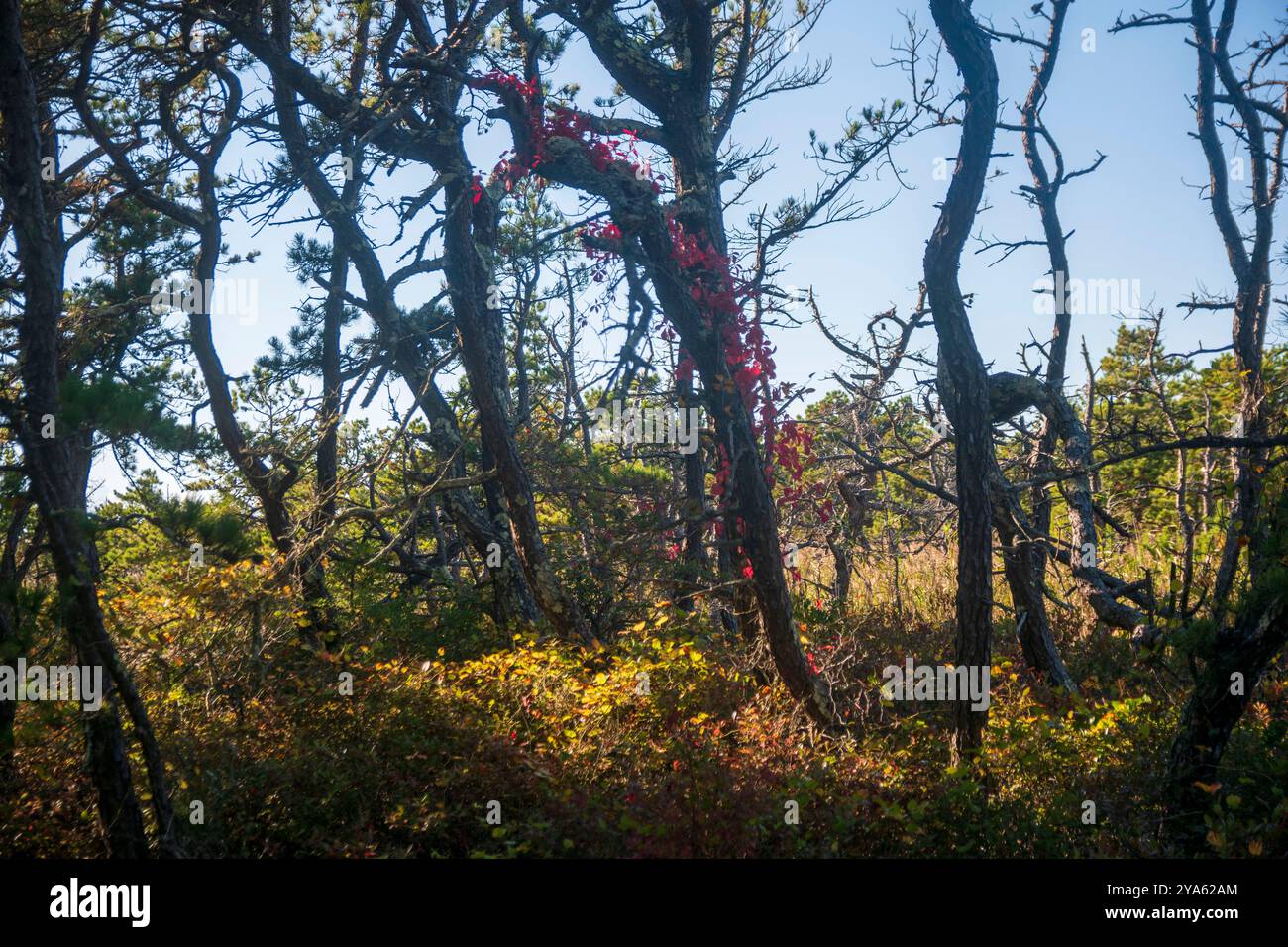 Cape Cod National Seashore features Herring Cove and full access to the Atlantic Ocean near ...