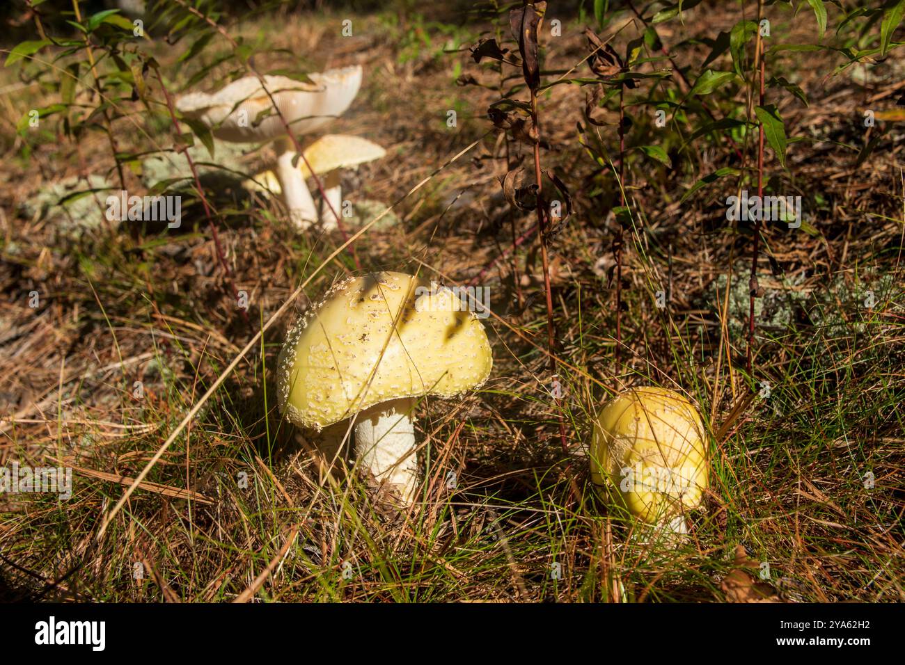 Cape Cod National Seashore features Herring Cove and full access to the Atlantic Ocean near ...