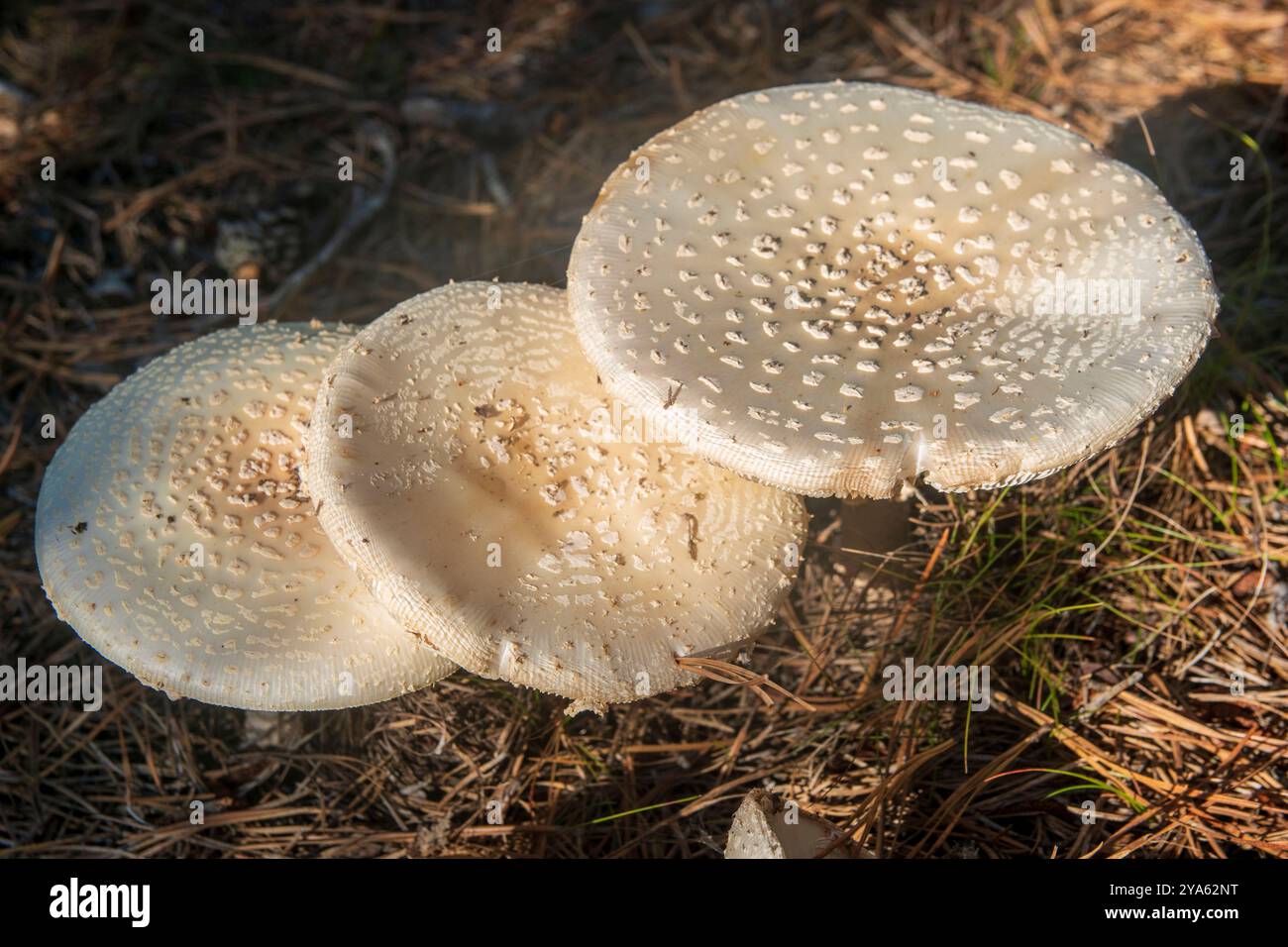 Cape Cod National Seashore features Herring Cove and full access to the Atlantic Ocean near ...