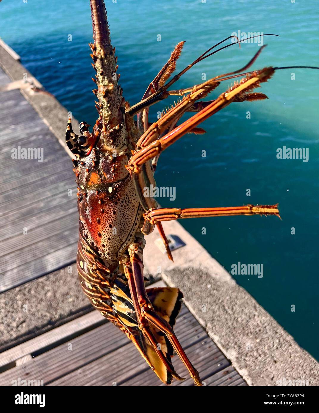 Aquatic Australian freshwater lobster baby green Stock Photo - Alamy