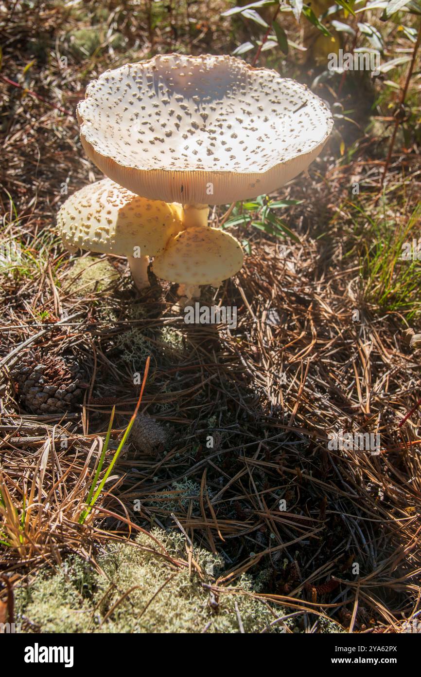 Cape Cod National Seashore features Herring Cove and full access to the Atlantic Ocean near ...