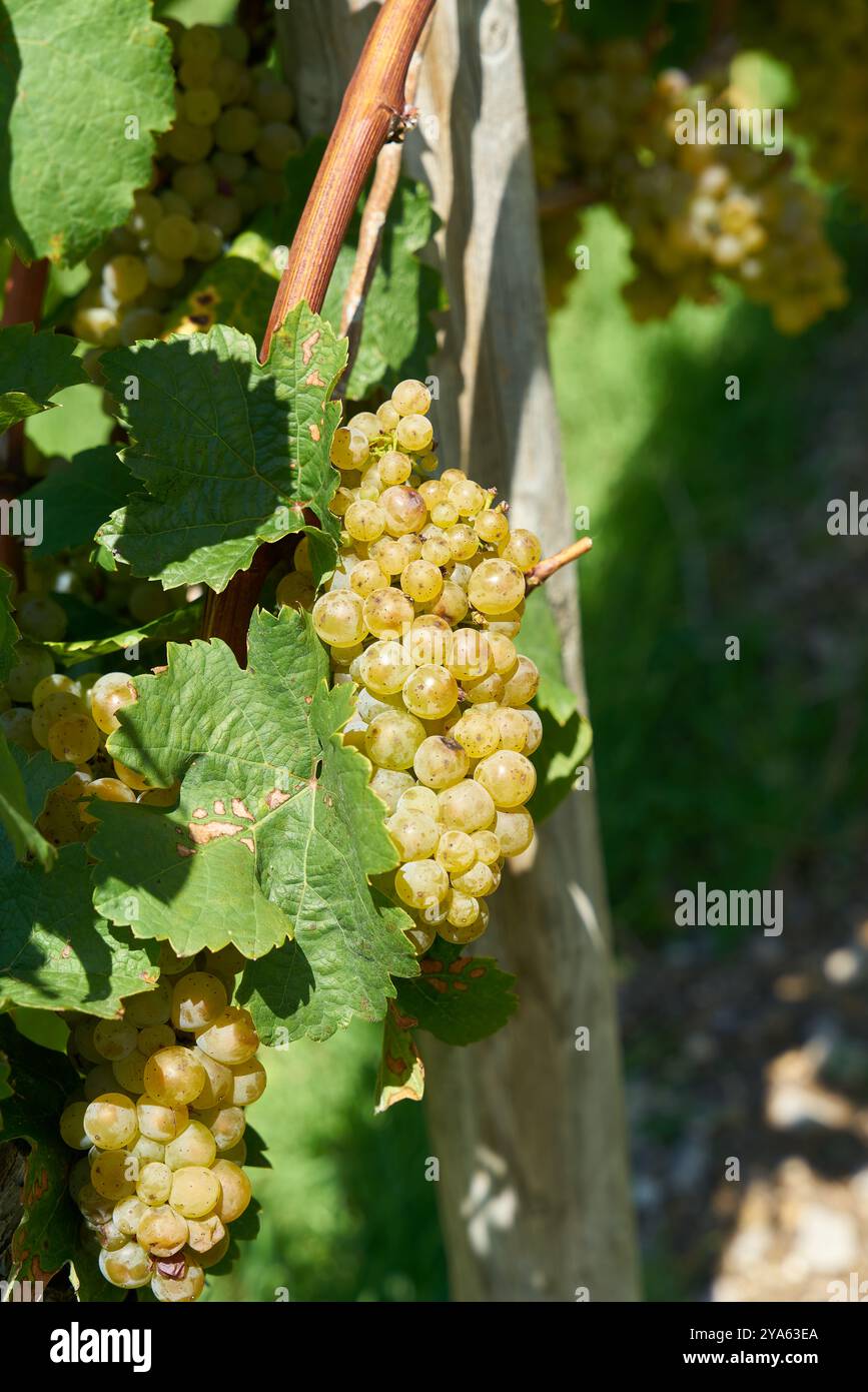 Grapes of the Silvaner grape variety in a vineyard above the city of ...
