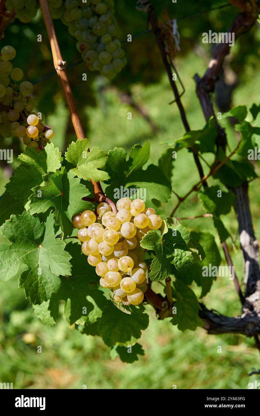 Grapes of the Silvaner grape variety in a vineyard above the city of ...