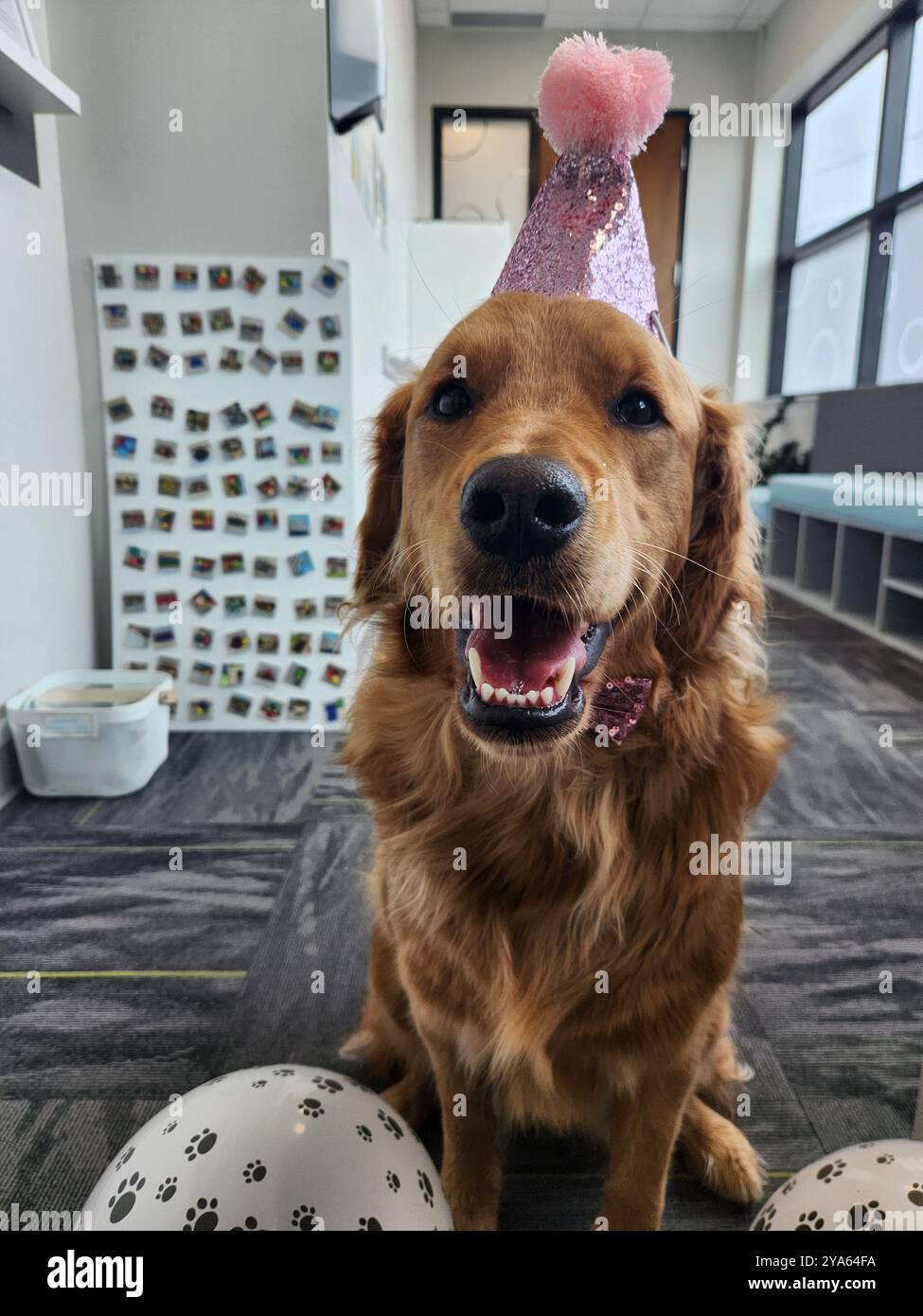 looking for a happy, smiling Golden Retriever? here's a smile you can't ...