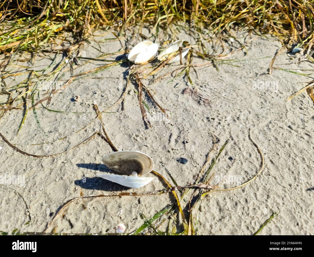 Scattered shells on the beach sand of the Baltic Sea in northern ...