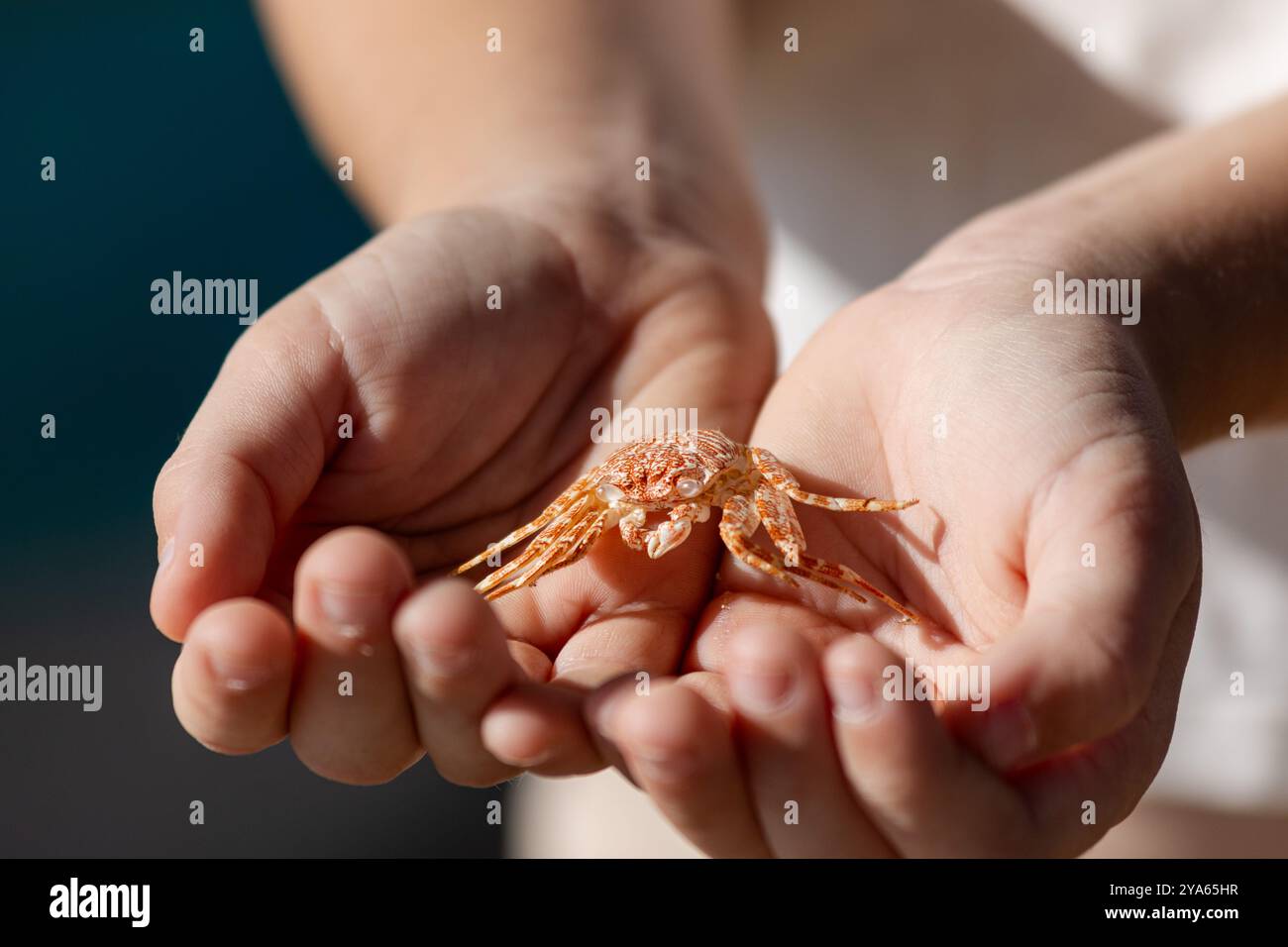 Children hands hold young crab shell after molting. Found in Eilat on ...