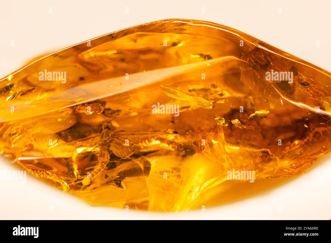 This image features a detailed closeup view of a piece of amber ...