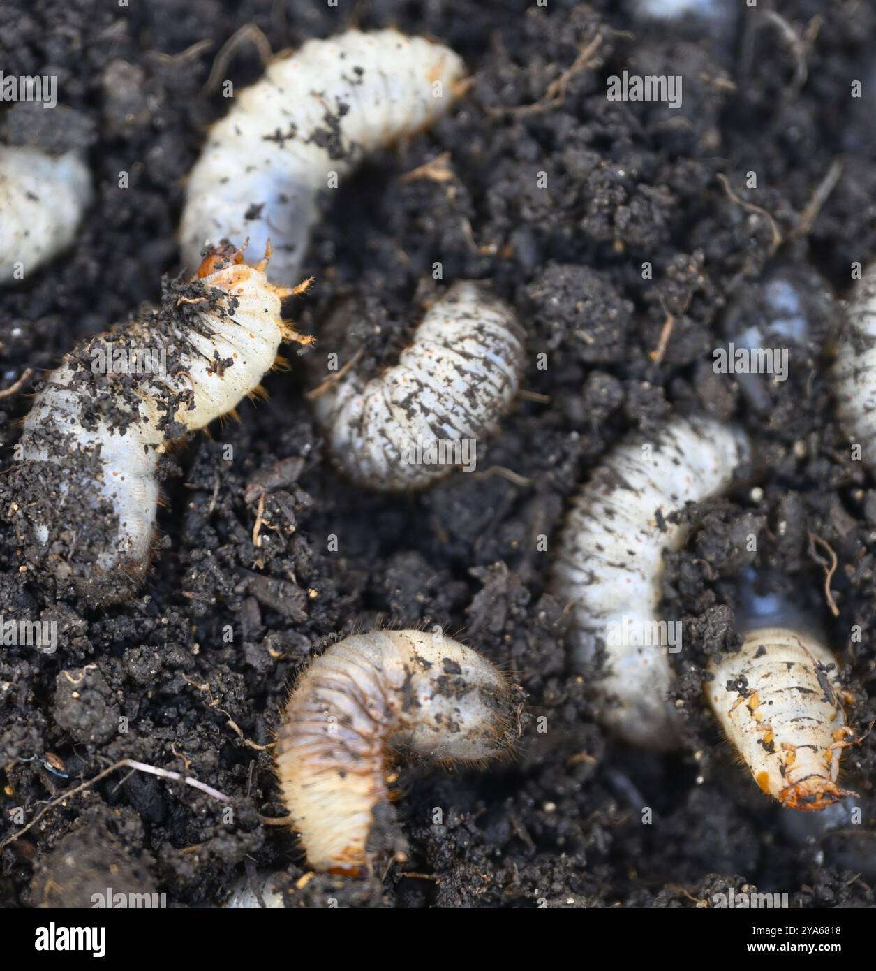 Vine weevil otiorhynchus sulcatus larvae hi-res stock photography and ...