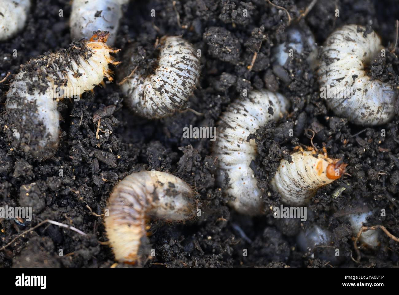 Vine weevil (Otiorhynchus sulcatus) larvae on surface of soil Stock ...