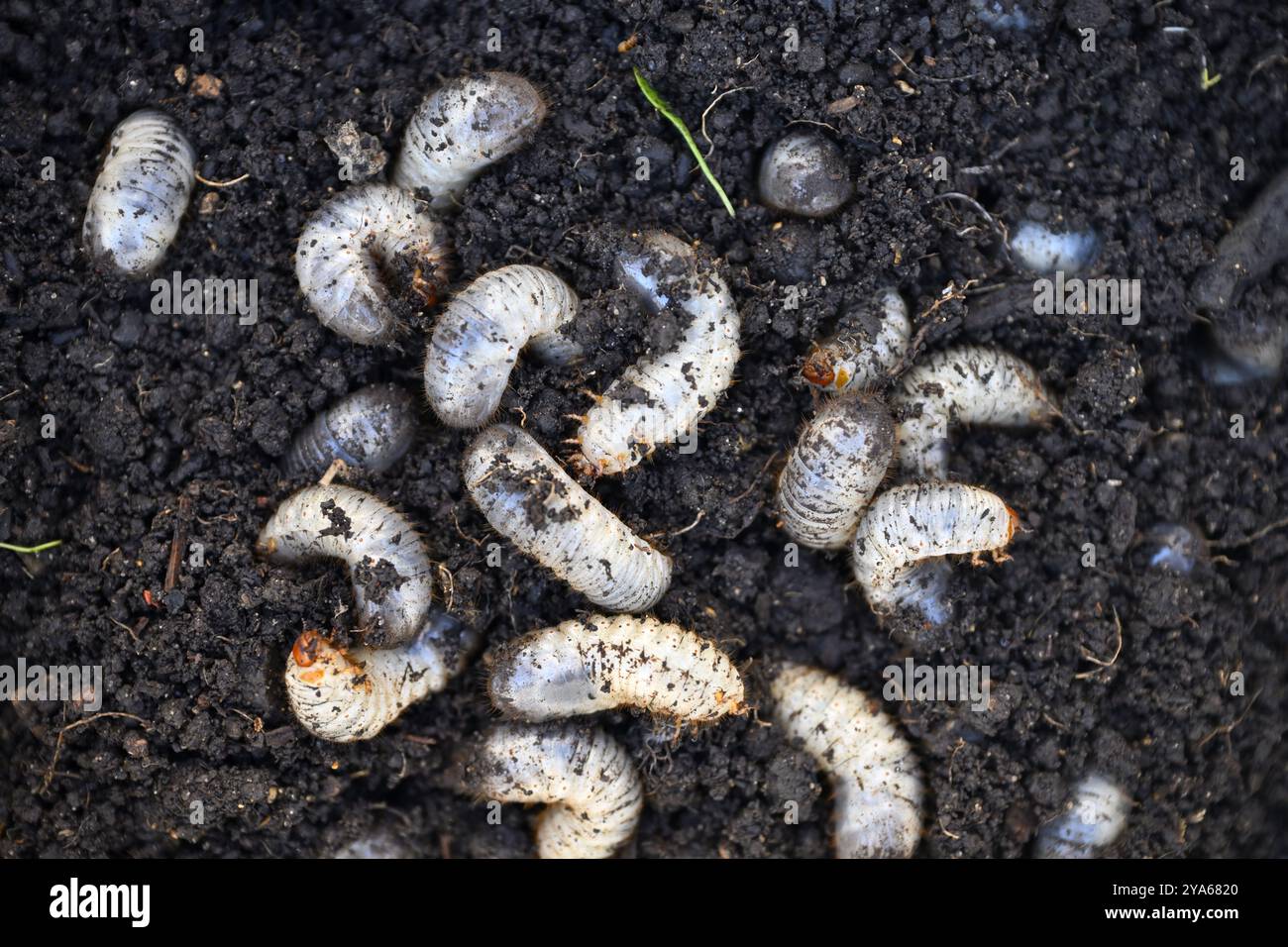 Soil pest hi-res stock photography and images - Alamy