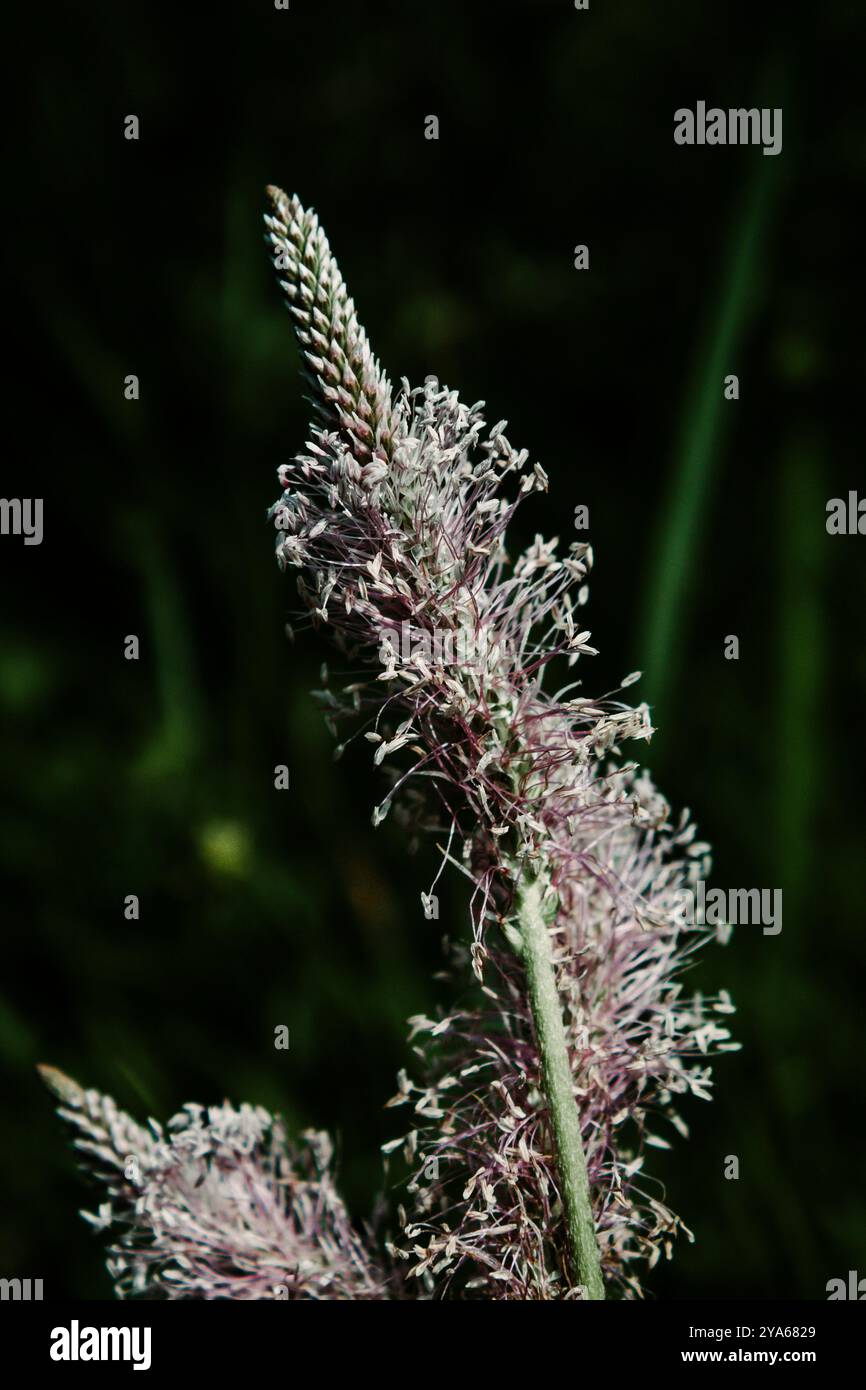 Intricate pattern of delicate textures hi-res stock photography and ...