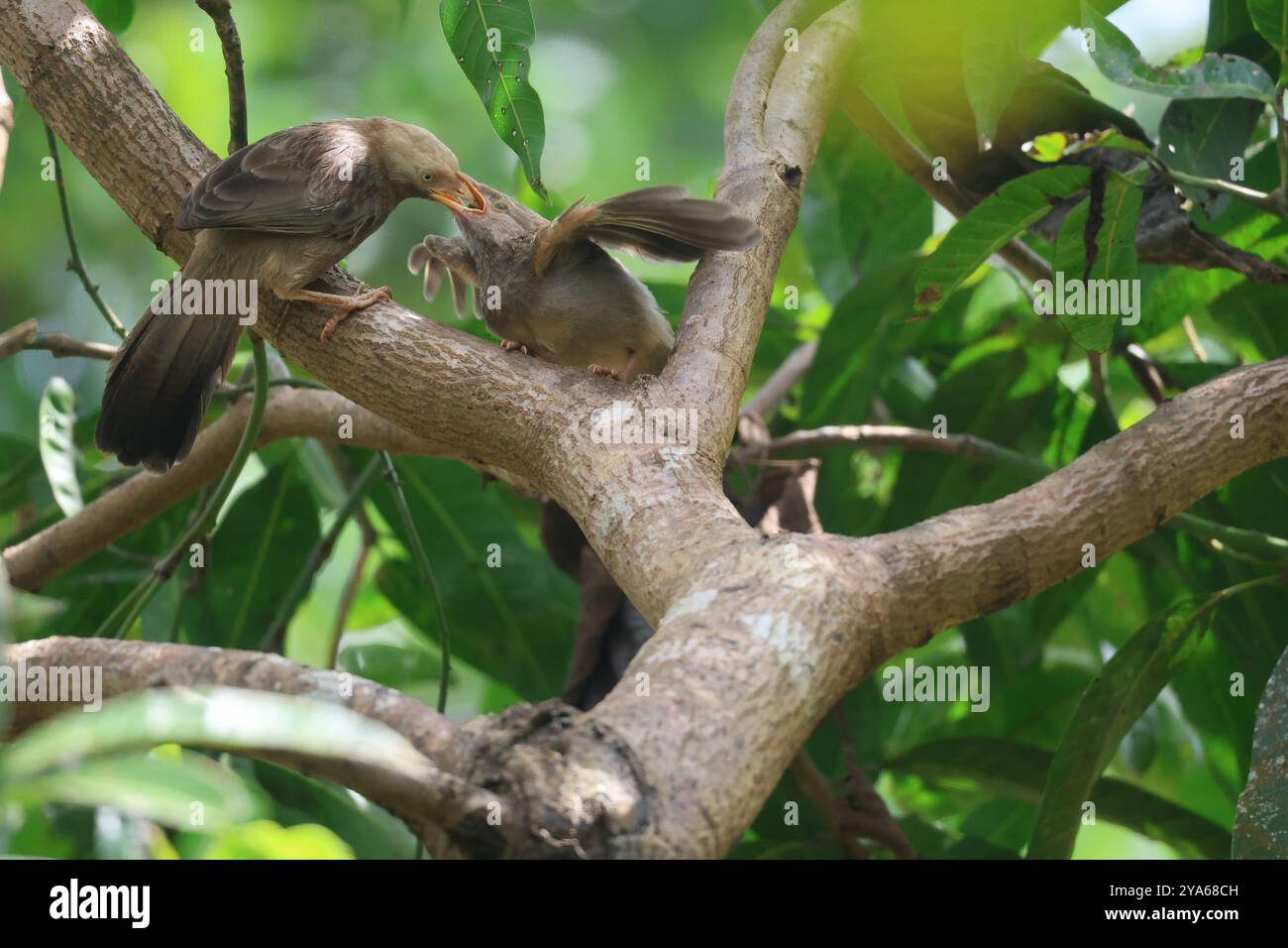 Nurturing instincts of parent birds hi-res stock photography and images - Alamy