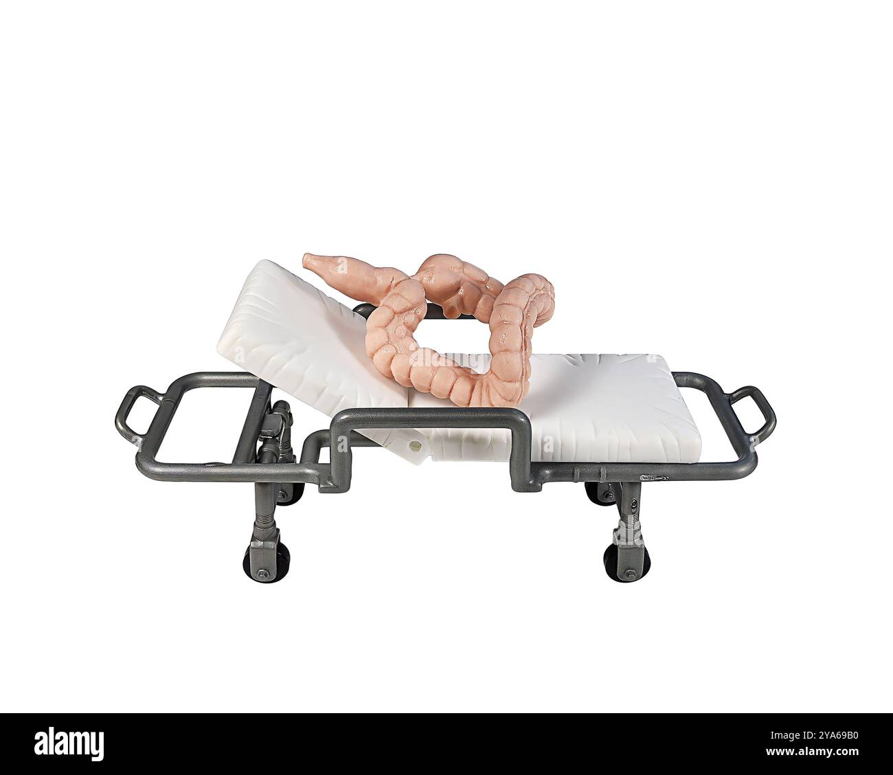 The large intestine is part of the digestive system laying on a ...