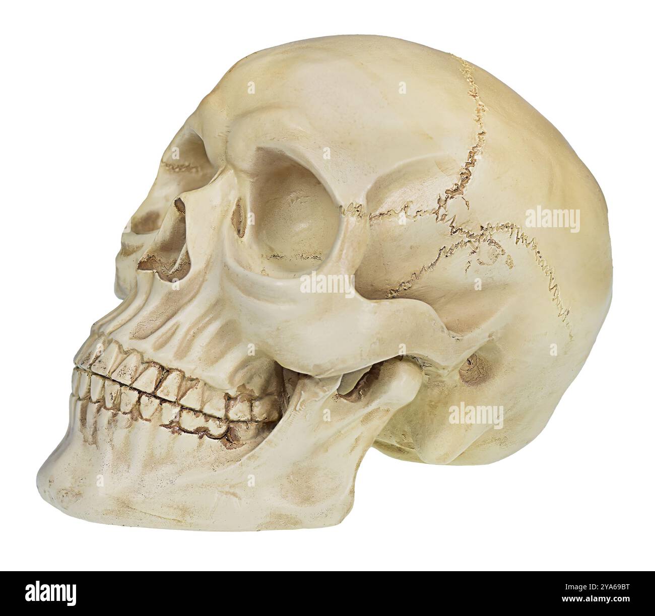 Boneworks hi-res stock photography and images - Alamy