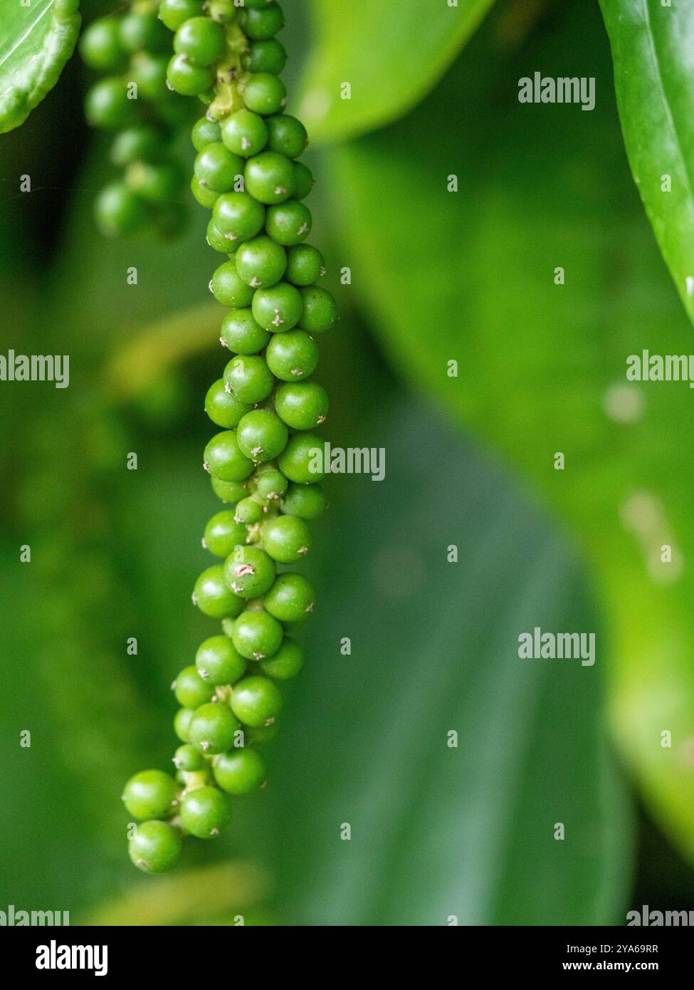 Pepper panicle (Piper Negrum) with green peppercorns hanging from a ...