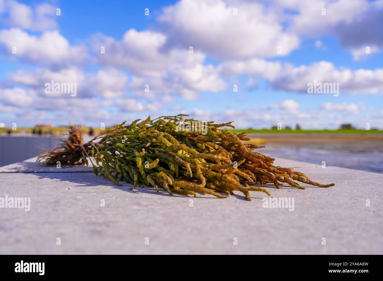 Norddeich ,East Frisia, Germany. Glasswort Pickle weed (Salicornia ...