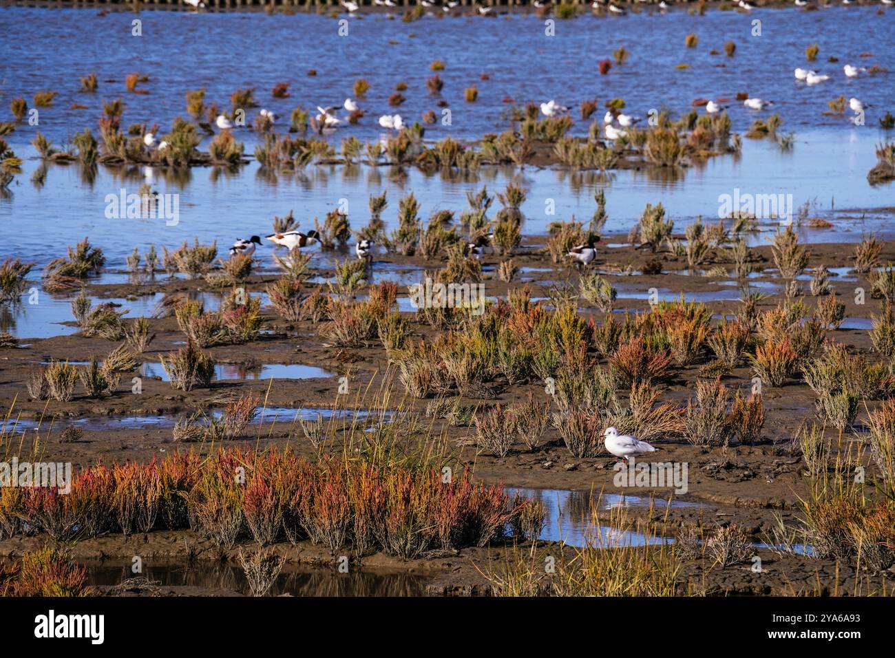 Norddeich ,East Frisia, Germany. Salt marshes. Ecologically valuable ...