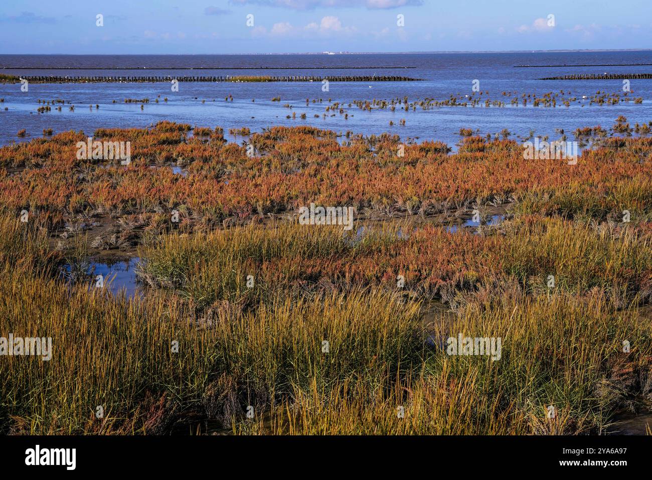Norddeich ,East Frisia, Germany. Salt marshes. Ecologically valuable ...
