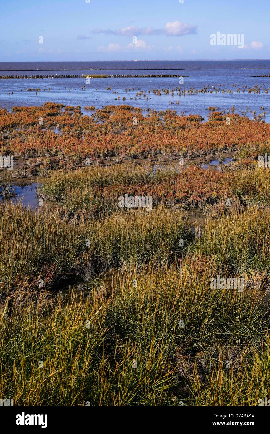 Norddeich ,East Frisia, Germany. Salt marshes. Ecologically valuable ...