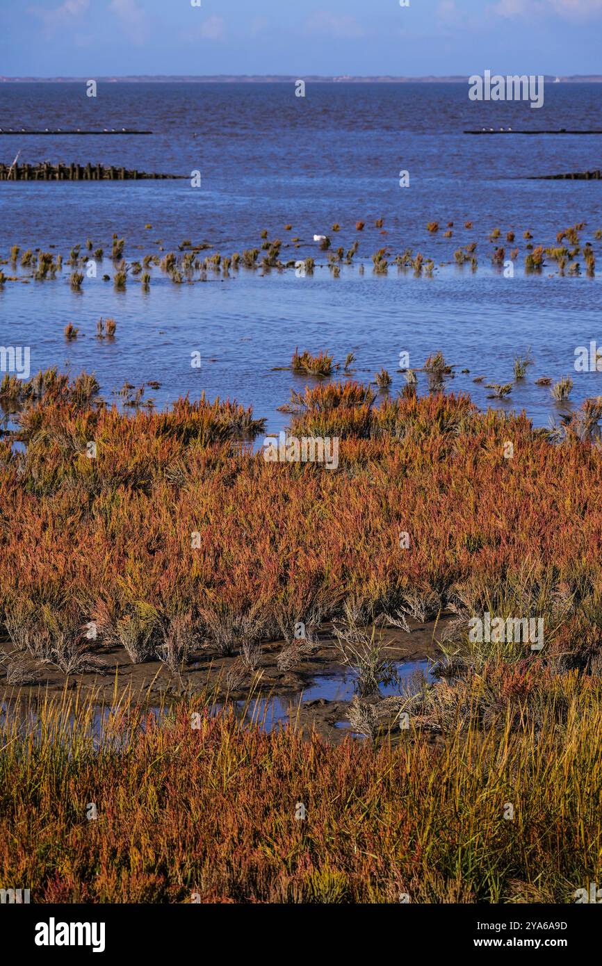 Norddeich ,East Frisia, Germany. Salt marshes. Ecologically valuable ...