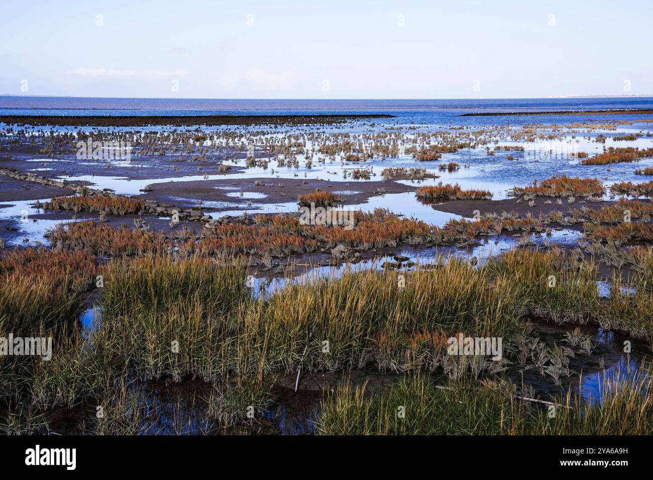 Norddeich ,East Frisia, Germany. Salt marshes. Ecologically valuable ...
