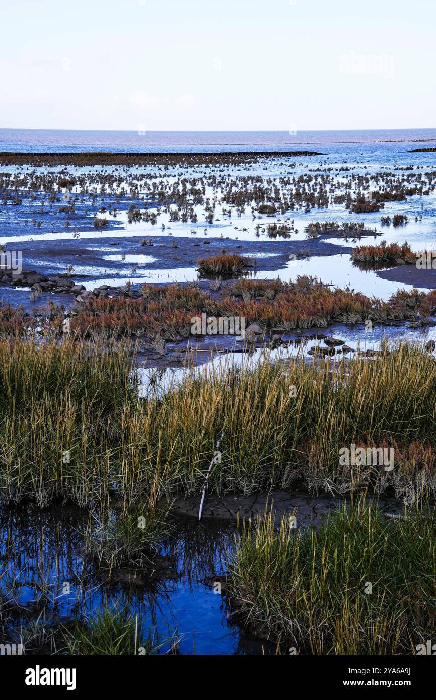 Norddeich ,East Frisia, Germany. Salt marshes. Ecologically valuable ...