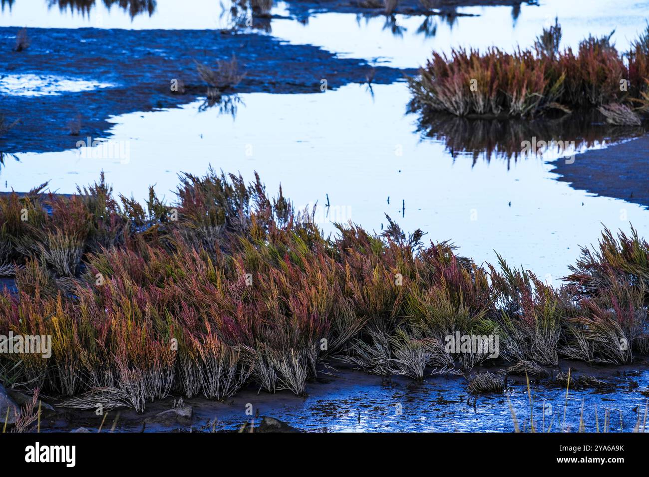 Norddeich ,East Frisia, Germany. Salt marshes. Ecologically valuable ...