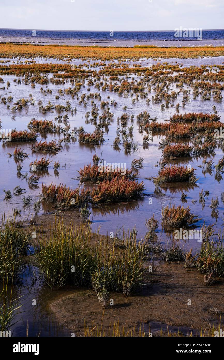 Norddeich ,East Frisia, Germany. Salt marshes with birds. Ecologically ...