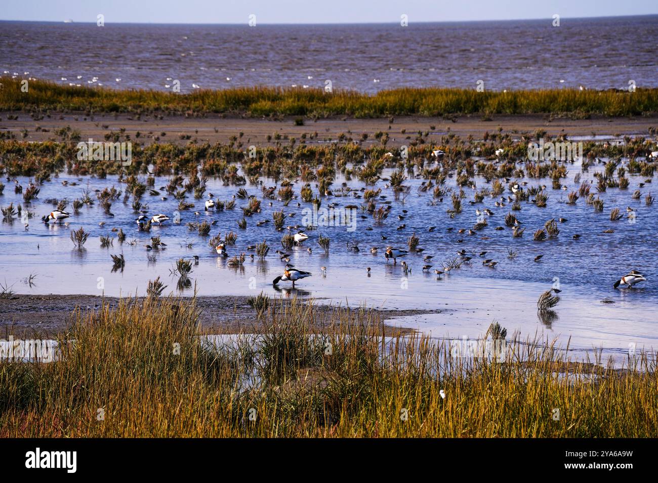 Norddeich ,East Frisia, Germany. Salt marshes. Ecologically valuable ...