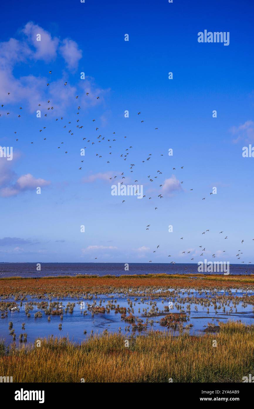 Norddeich ,East Frisia, Germany. Salt marshes. Ecologically valuable ...