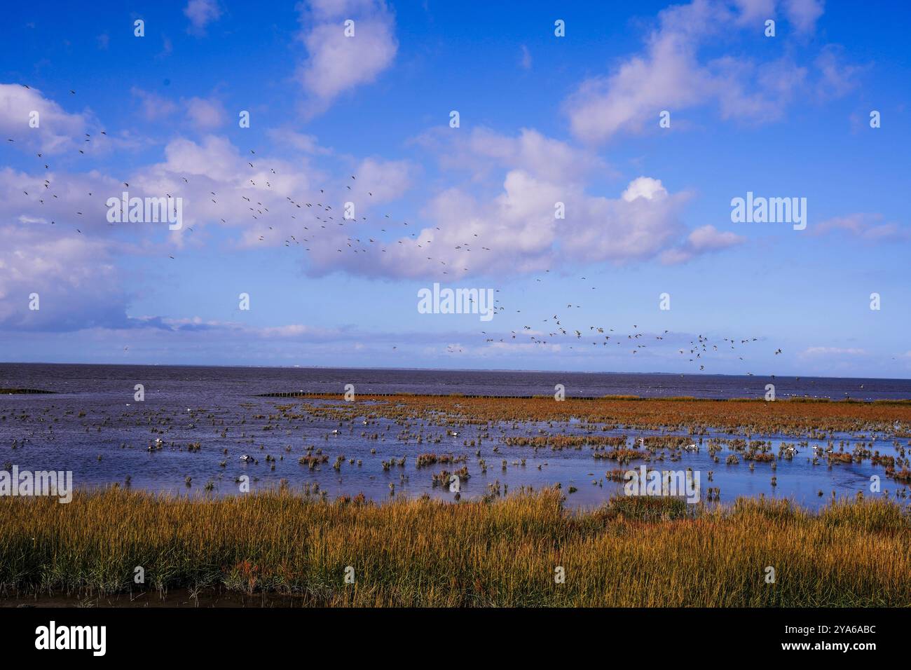 Norddeich ,East Frisia, Germany. Salt marshes. Ecologically valuable ...