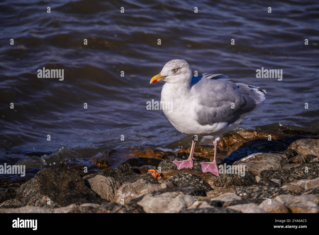 Norddeich ,East Frisia, Germany. Seagull during low tide at the north ...