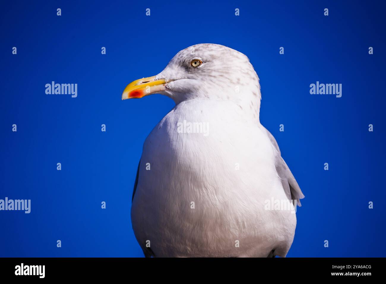 Norddeich ,East Frisia, Germany. Seagull during low tide at the north ...