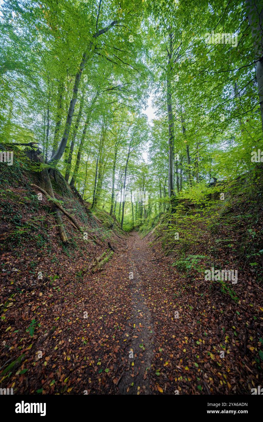 A scenic pathway winds through a vibrant forest, with sunlight ...