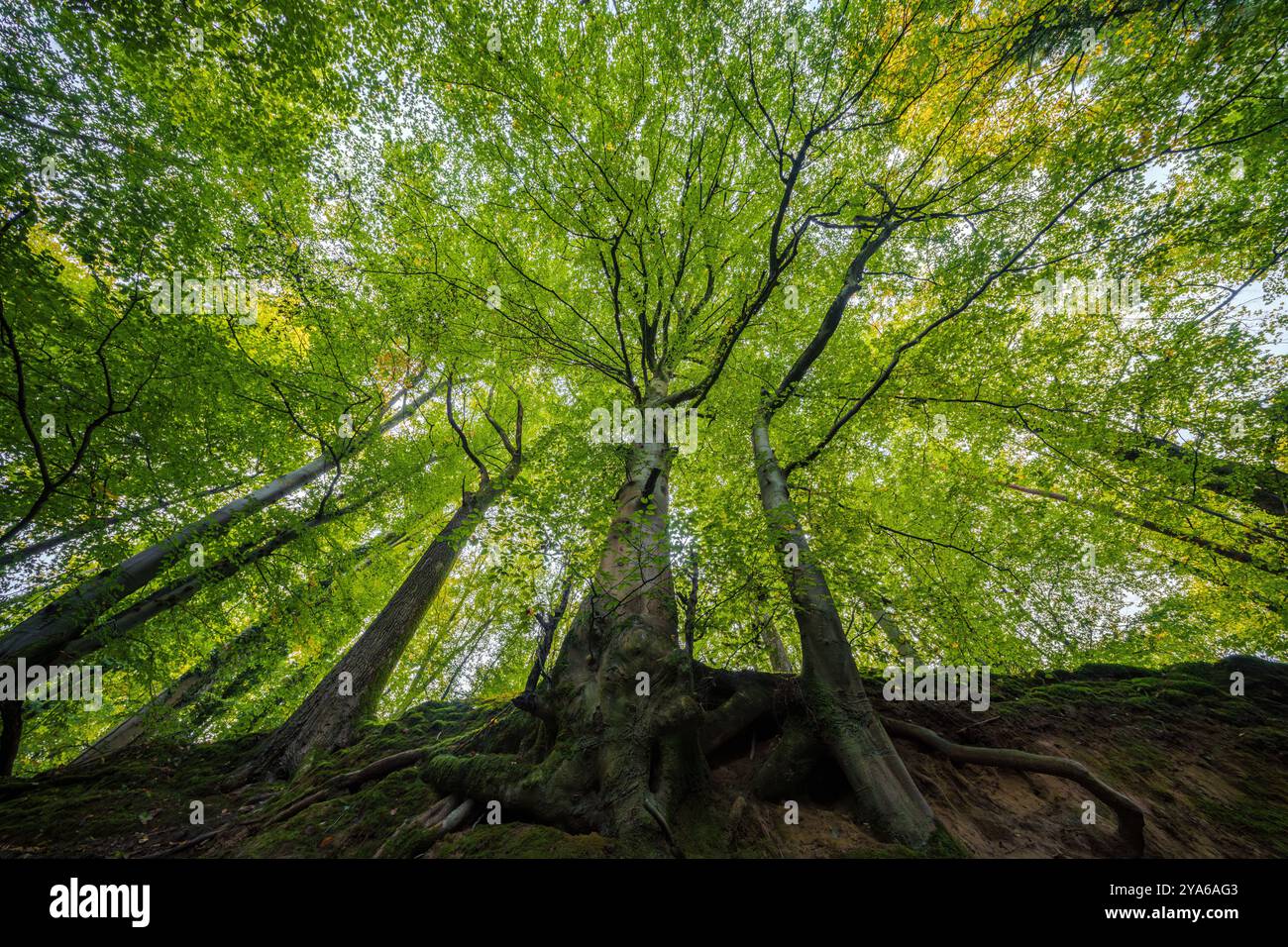 A stunning view of vibrant green trees from below their canopy ...