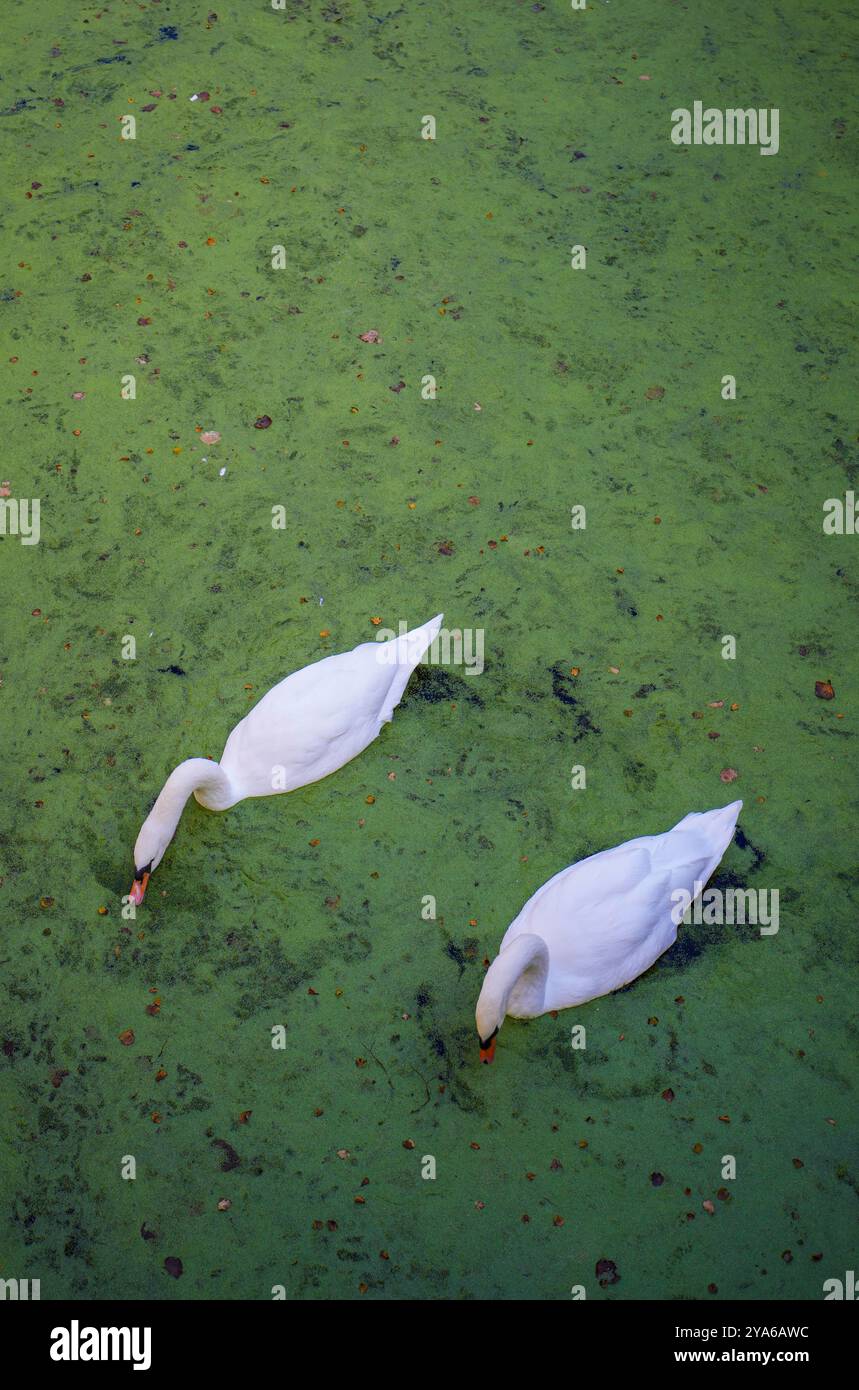 Germany. Swans swimming in a castle ditch. Isolated. October 4th, 2024 ...