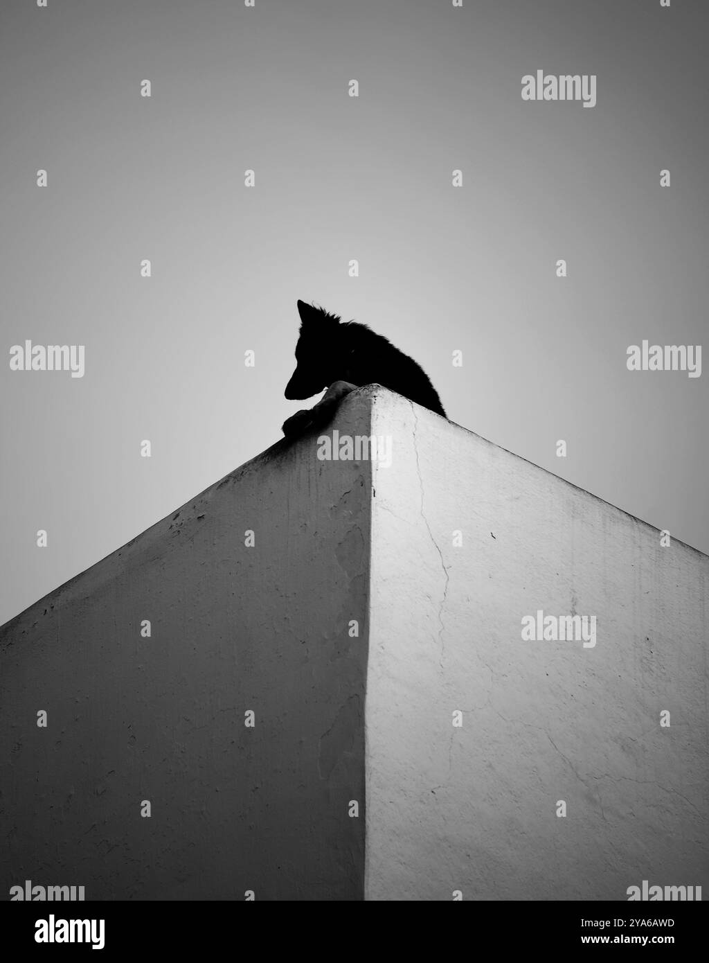 Indoors dog house Black and White Stock Photos & Images - Alamy