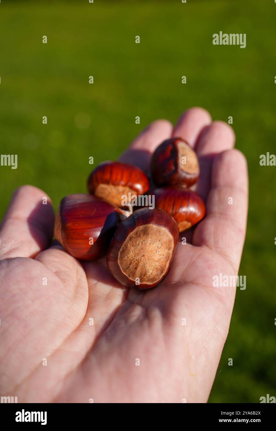 Sweet chestnut peeled in a human hand outdoor Stock Photo - Alamy
